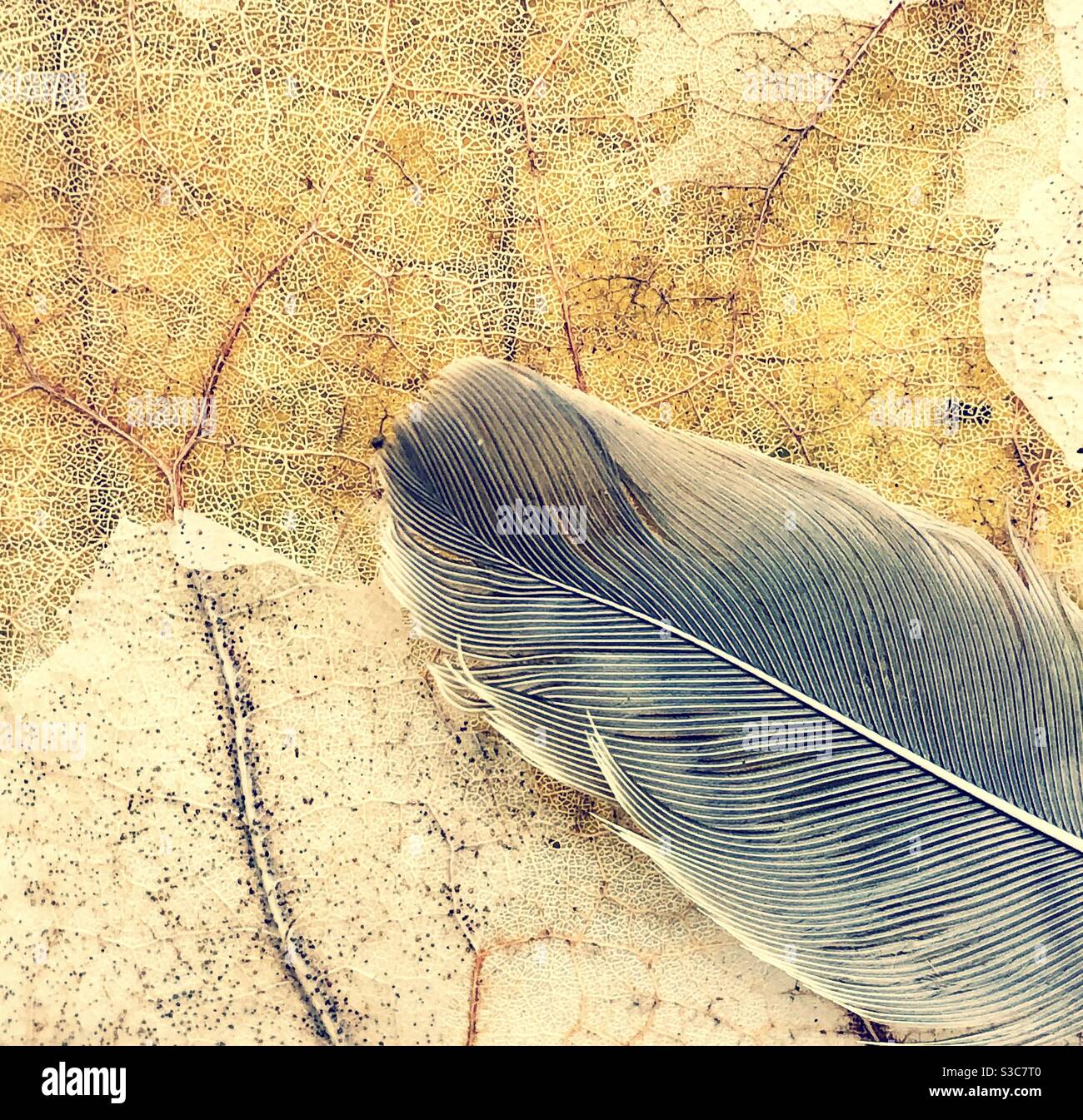 Brown feather leaves hi-res stock photography and images - Alamy