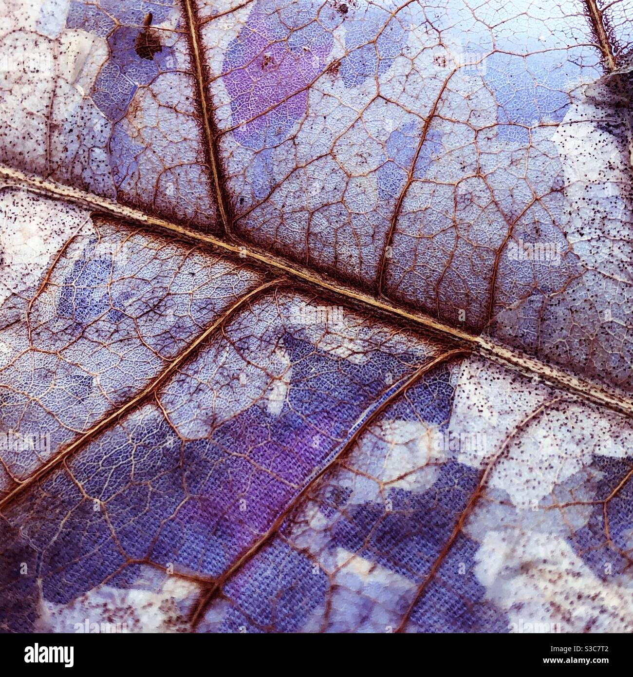 Violet veins hi-res stock photography and images - Alamy