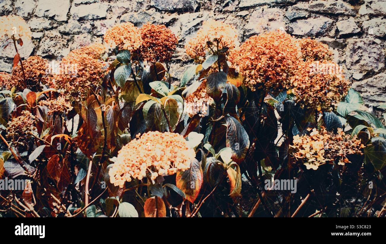 Dead flower heads hi-res stock photography and images - Alamy