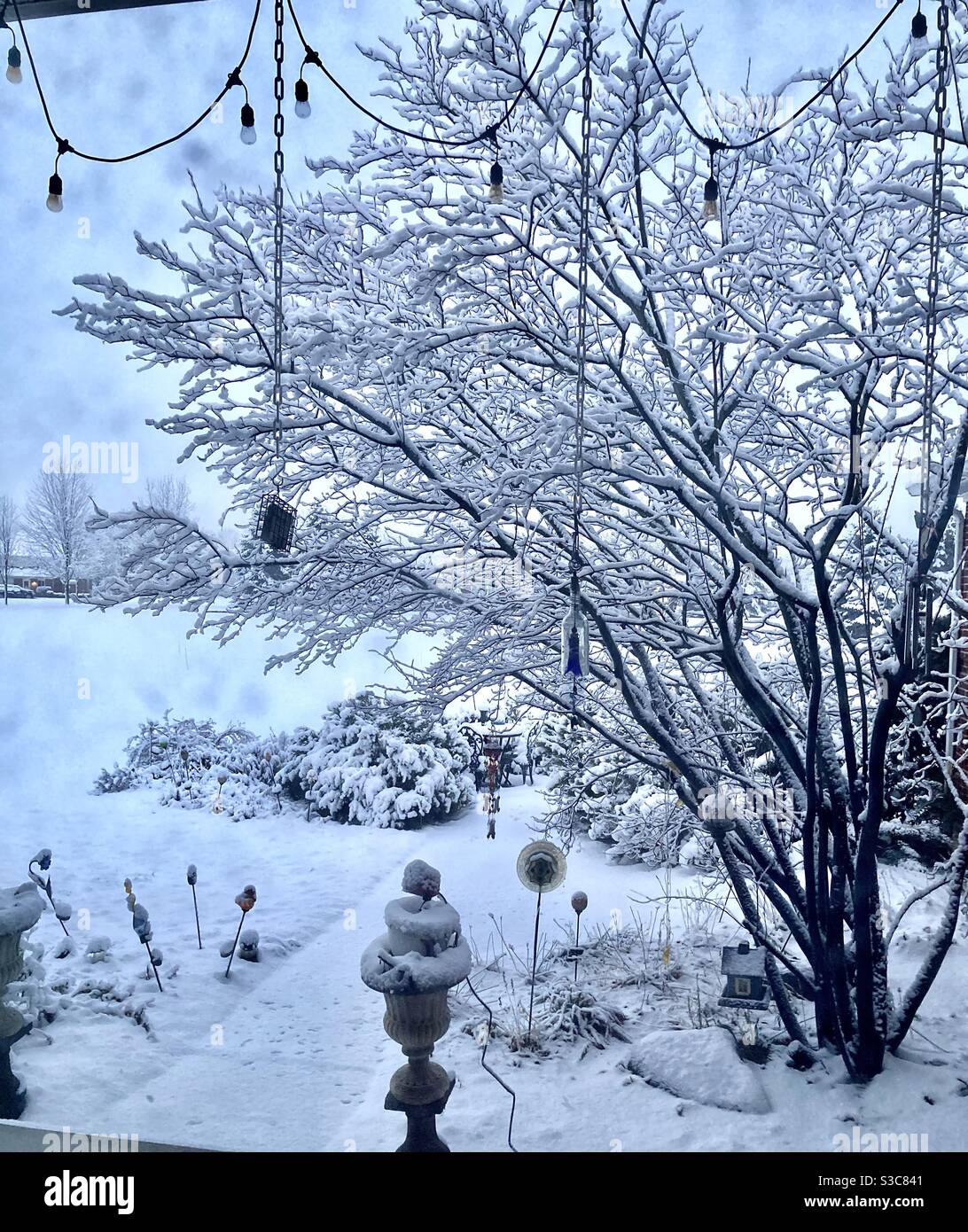 Snow on trees Stock Photo - Alamy