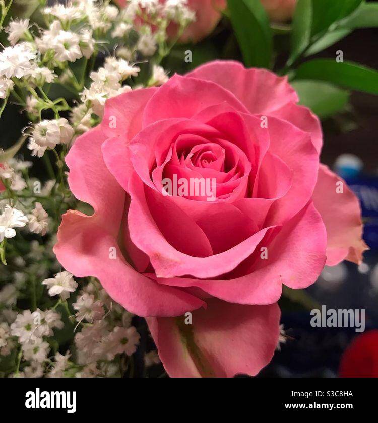 Pink Rose and baby breath Stock Photo - Alamy