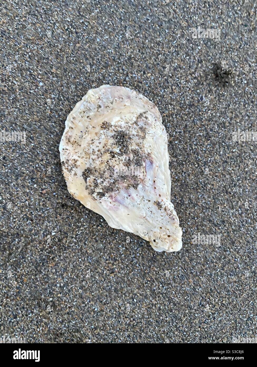 Clam shell beach hi-res stock photography and images - Alamy