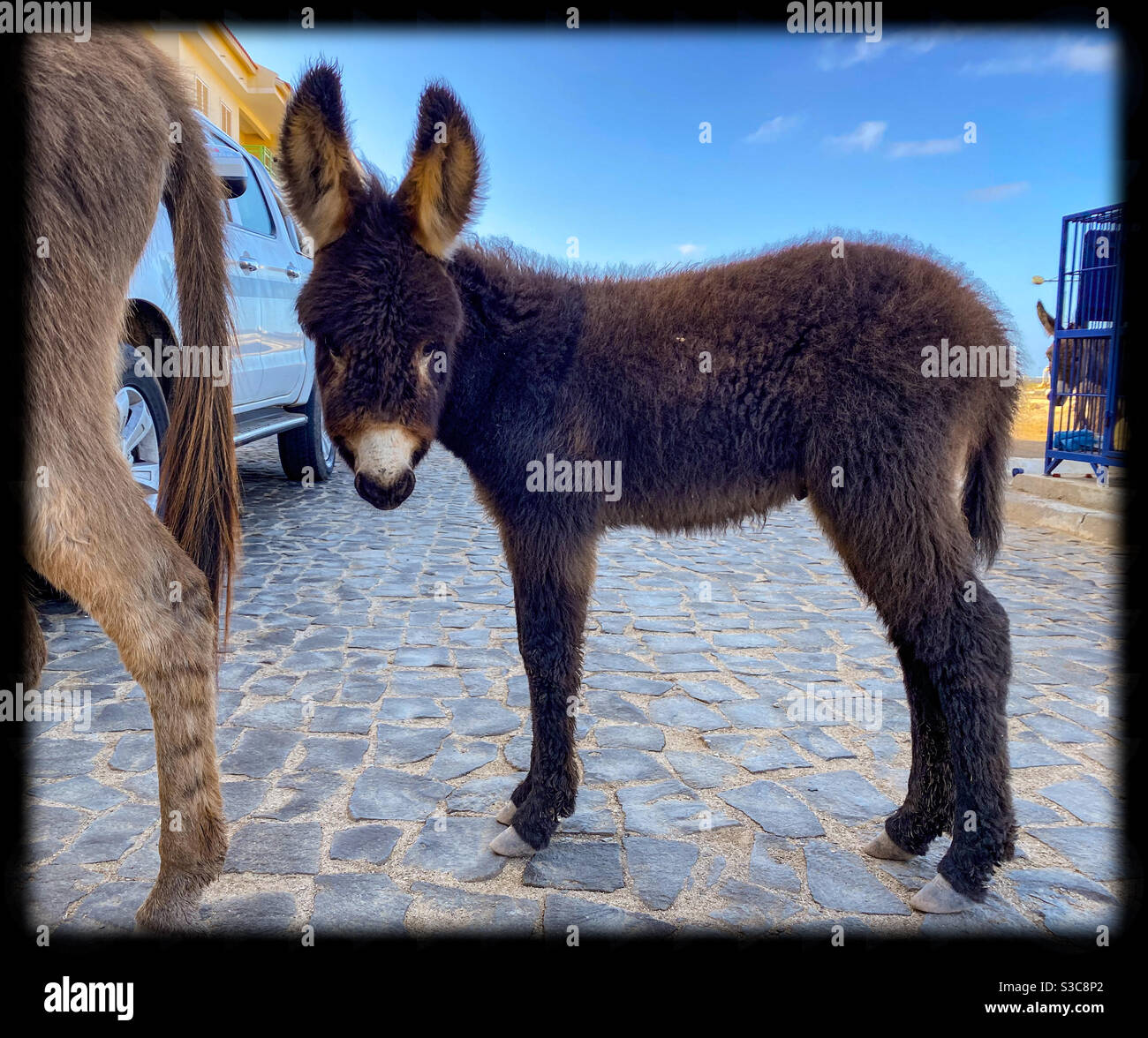 Hairy donkey hi-res stock photography and images - Alamy