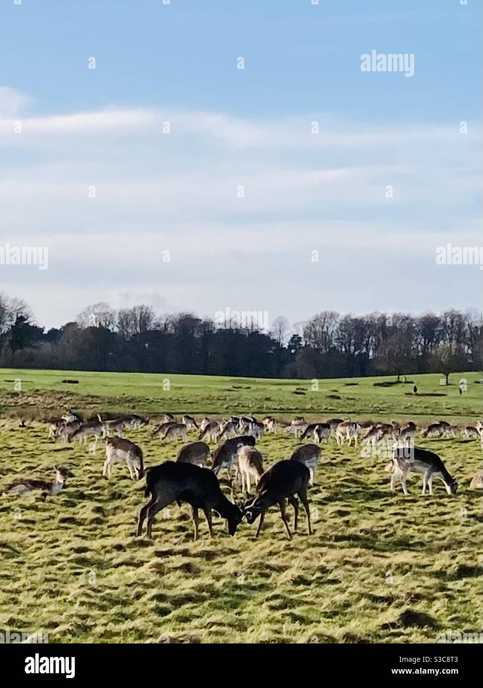 Tatton park deer hi-res stock photography and images - Alamy