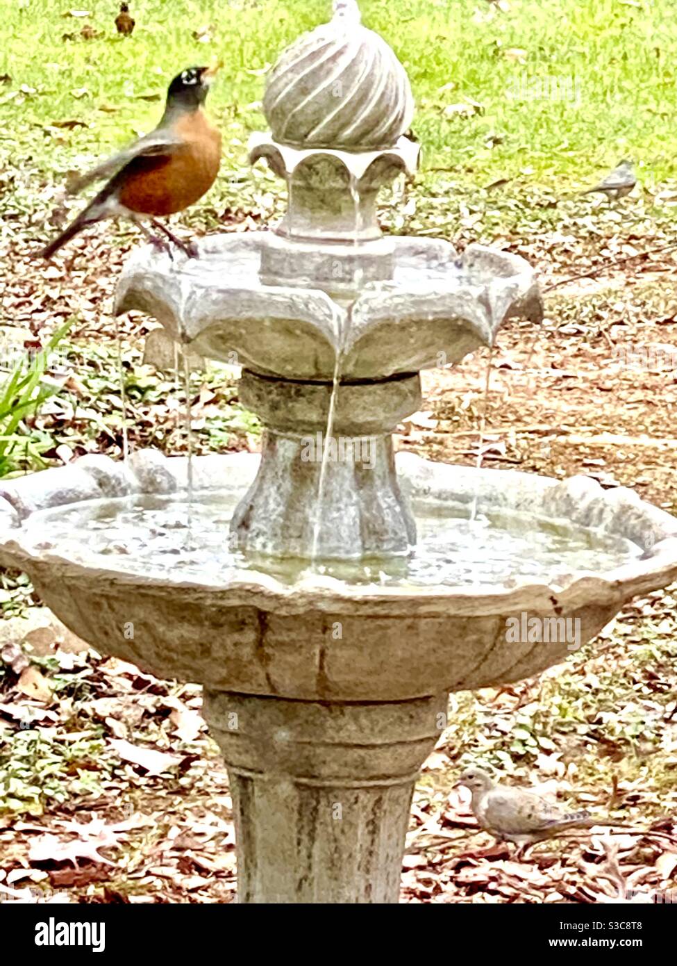 Robin fountain hi-res stock photography and images - Alamy