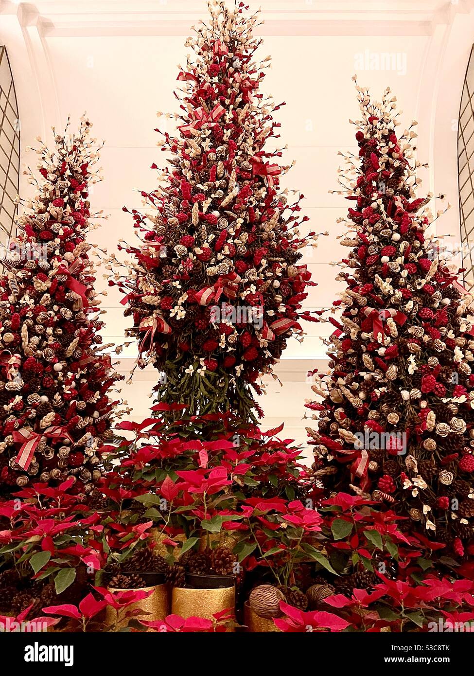 Croton tree hi-res stock photography and images - Alamy