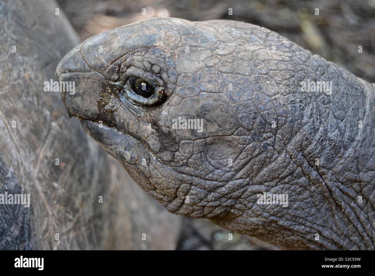 Wrinkly face hi-res stock photography and images - Alamy
