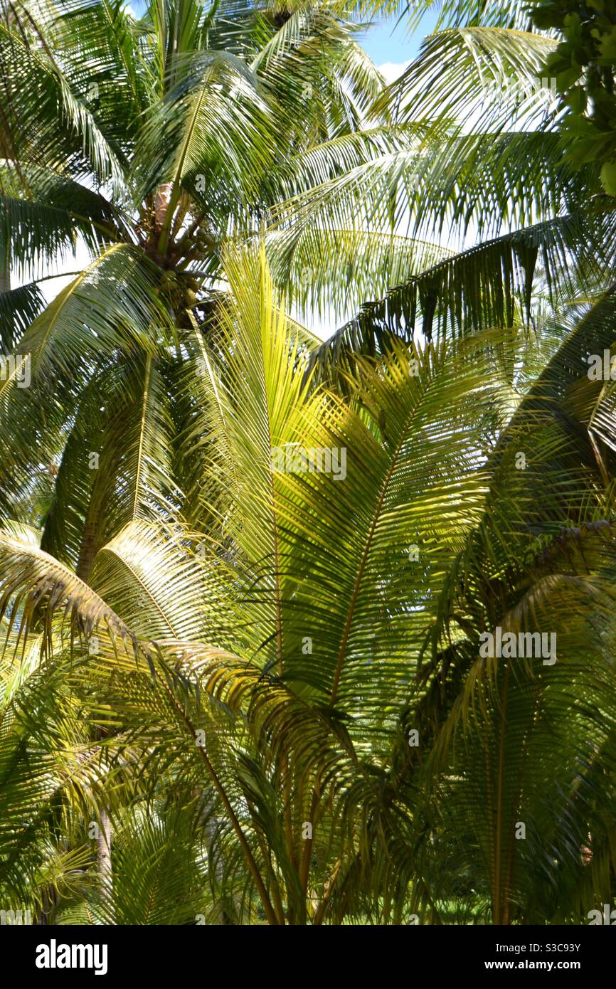 Exotic palm trees hi-res stock photography and images - Alamy