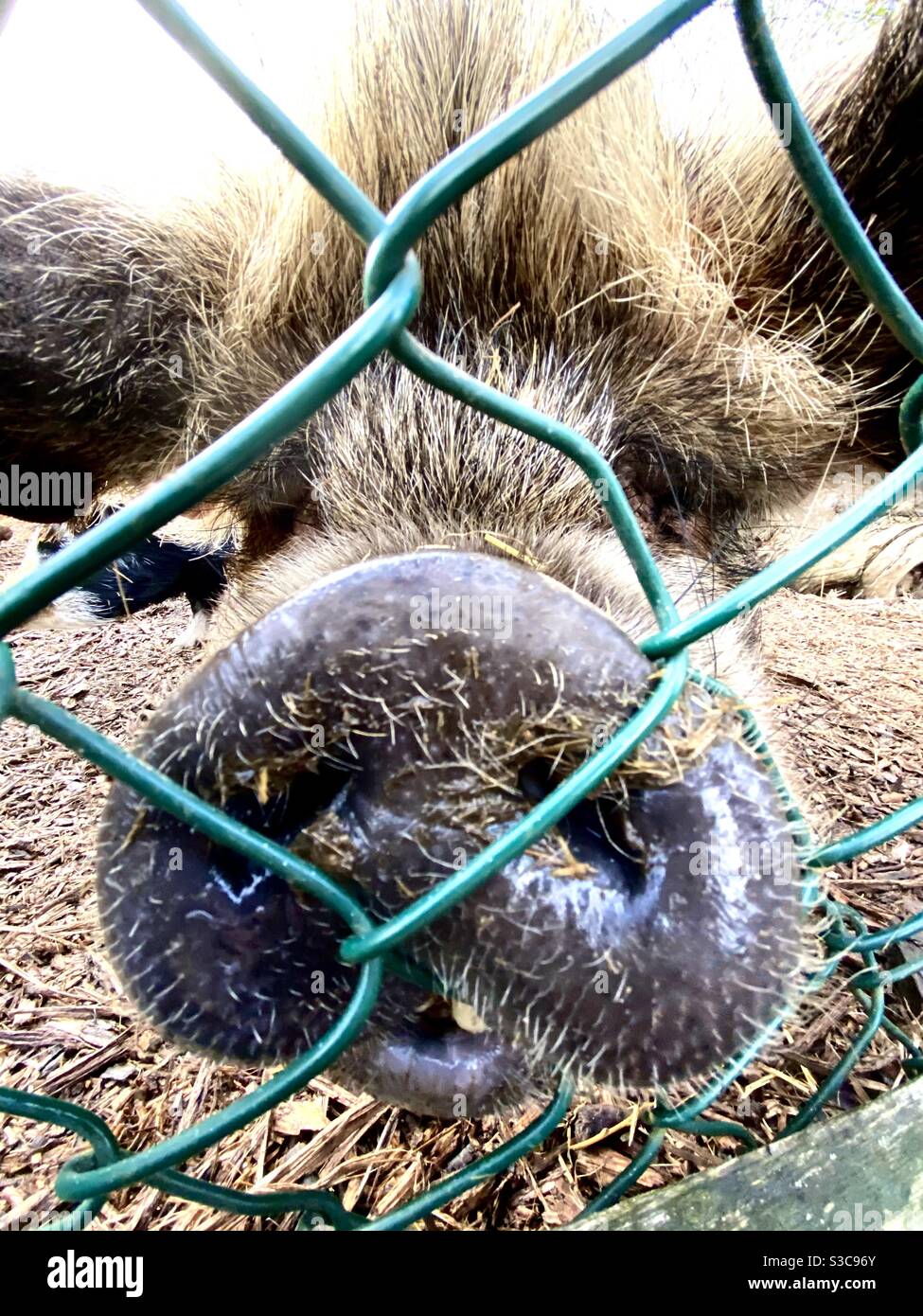 Sty hi-res stock photography and images - Alamy