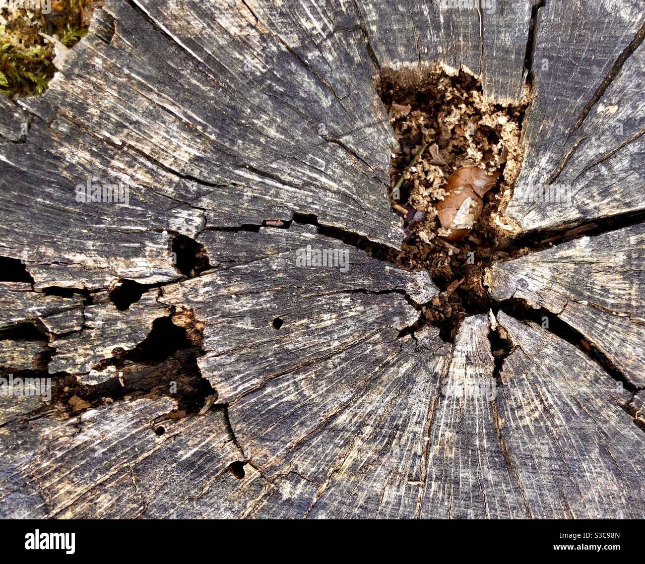 Crumbling tree stump hi-res stock photography and images - Alamy