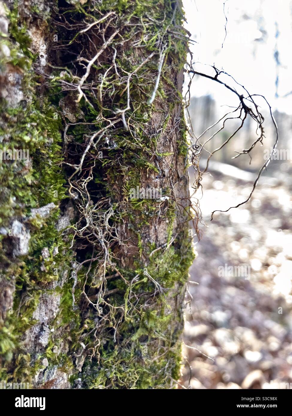 Dead tree covered in vines hi-res stock photography and images - Alamy