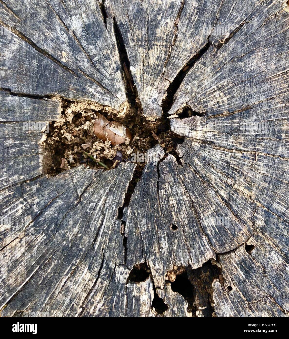 Overhead view tree stump hi-res stock photography and images - Alamy