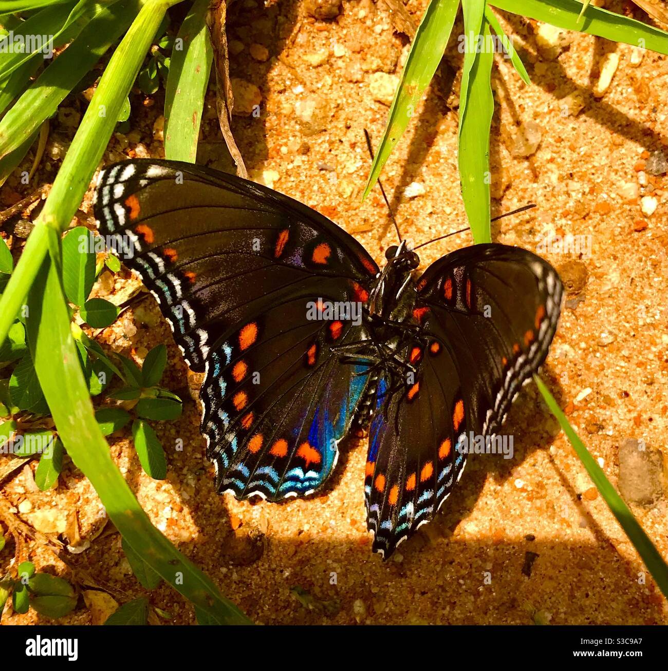 Pretty butterfly hi-res stock photography and images - Alamy