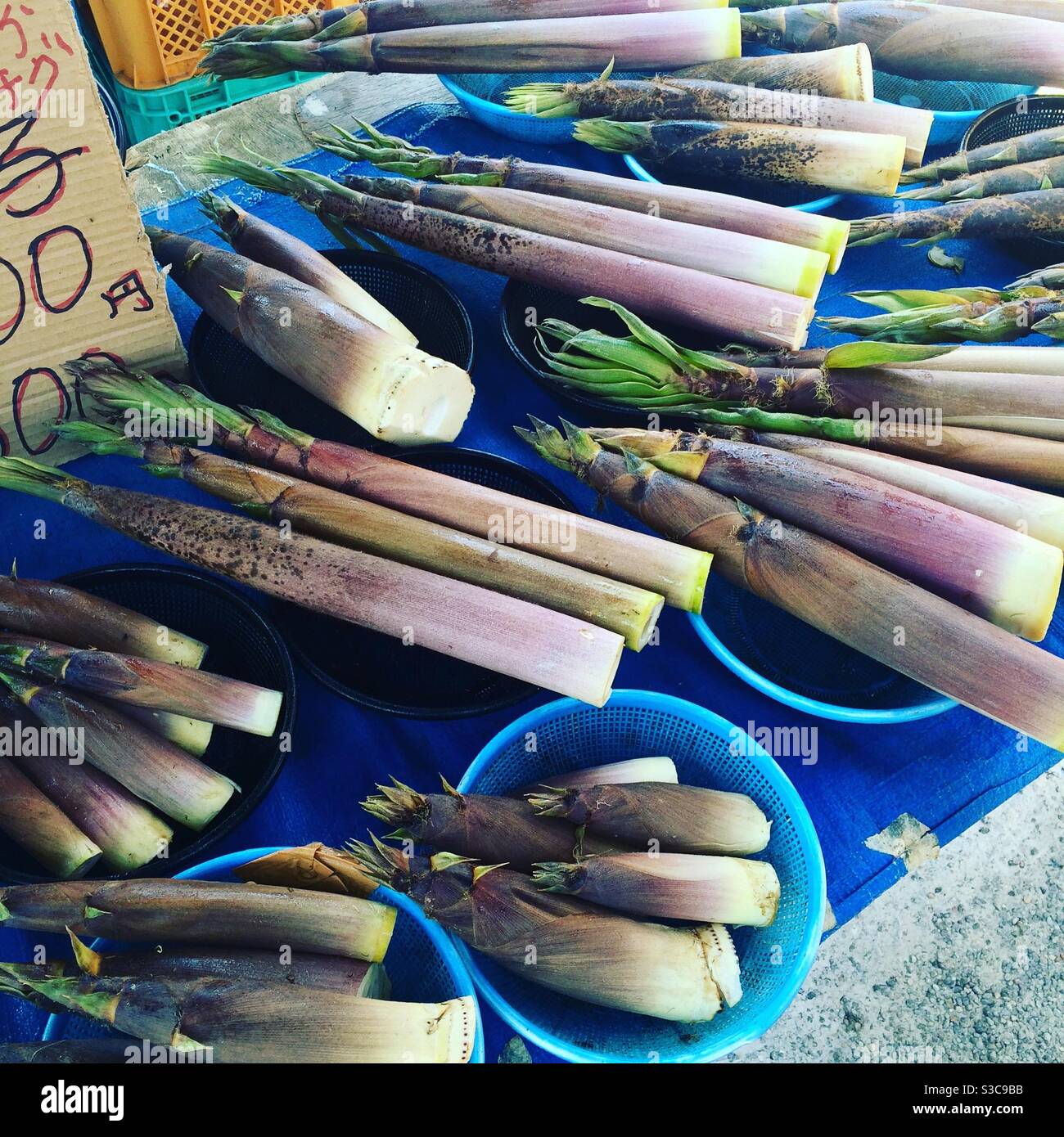 Cut bamboo shoots hi-res stock photography and images - Alamy