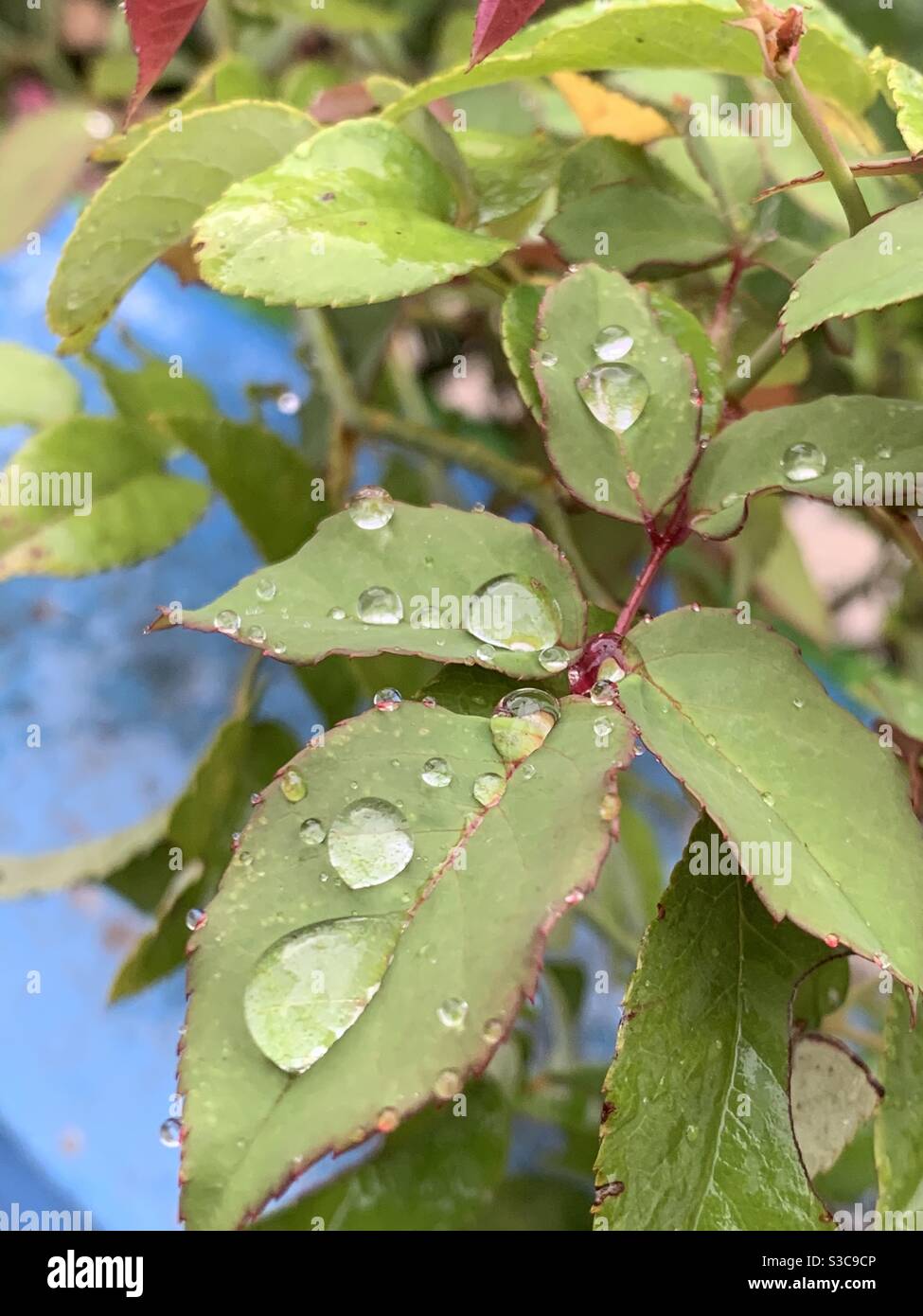 Sprinkle of rain hi-res stock photography and images - Alamy