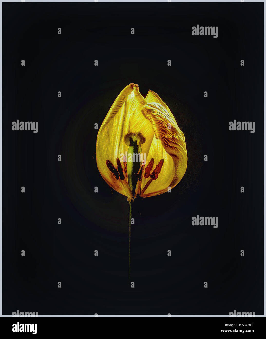 Faded yellow flowers hi-res stock photography and images - Alamy