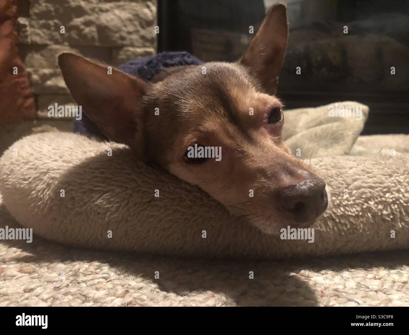 Nap love hi-res stock photography and images - Alamy