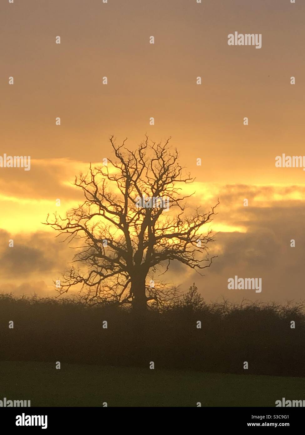 Oak tree at sunset hi-res stock photography and images - Alamy