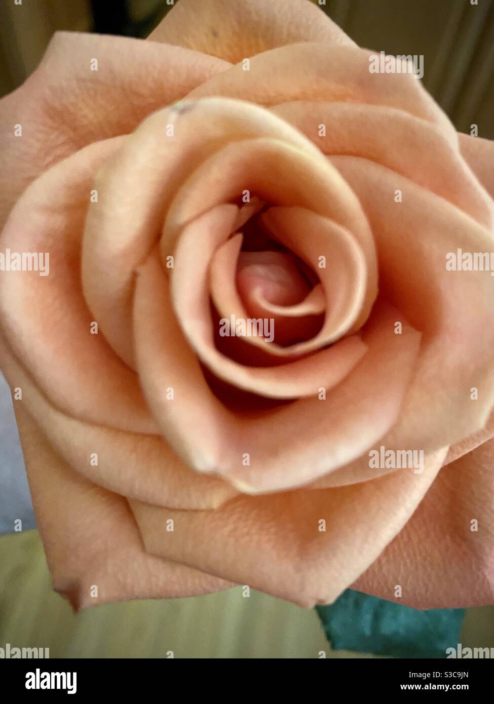 Light peach background hi-res stock photography and images - Alamy