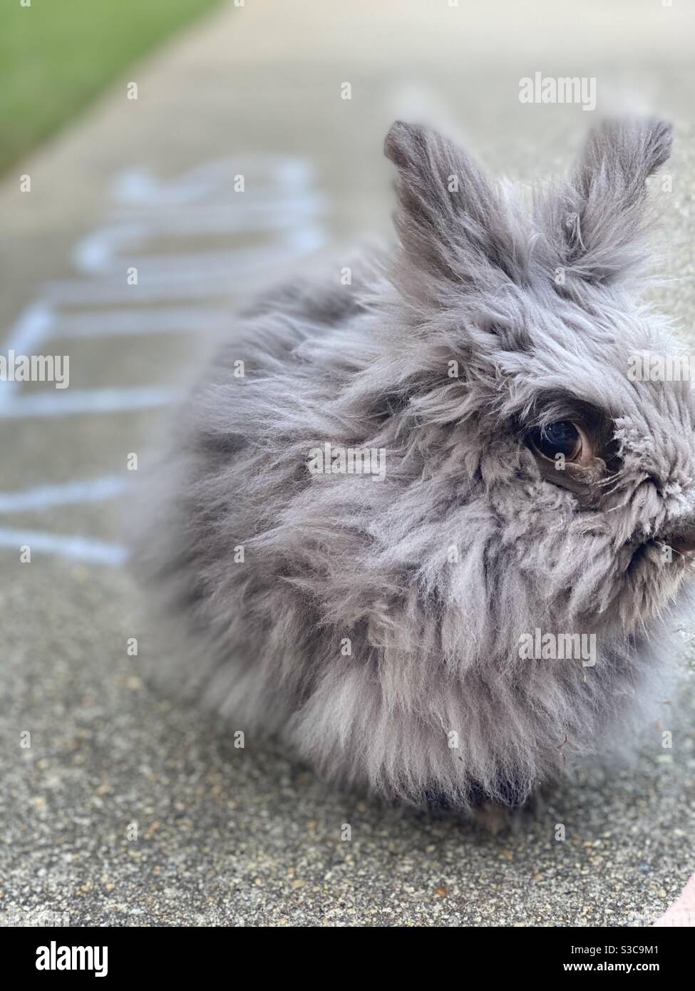Lion head angora rabbit hi-res stock photography and images - Alamy