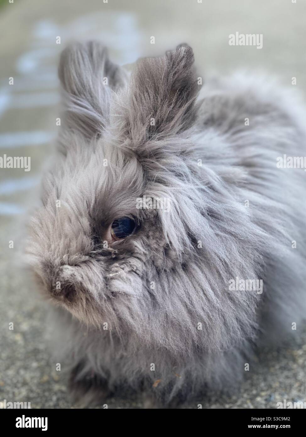 Lion Head Angora Rabbit High Resolution Stock Photography and Images ...