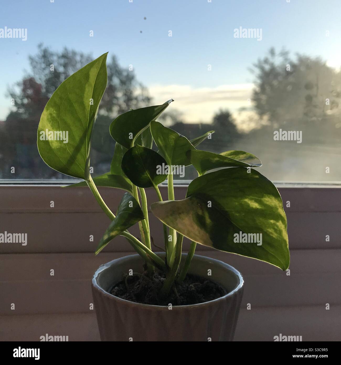 Mini plant hi-res stock photography and images - Alamy