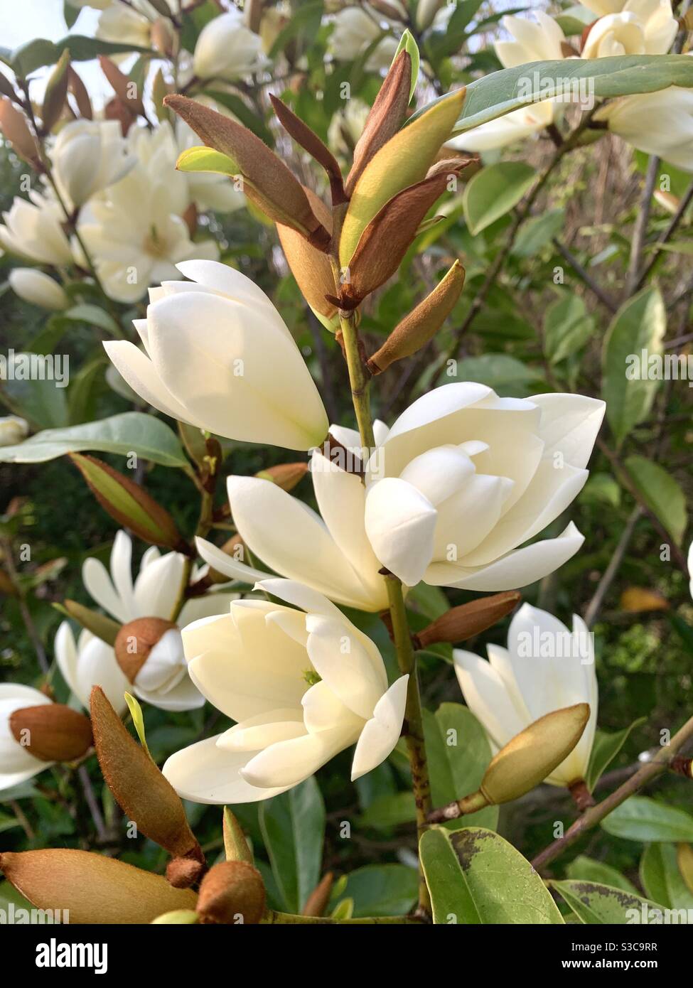 Ivory coloured magnolia hi-res stock photography and images - Alamy