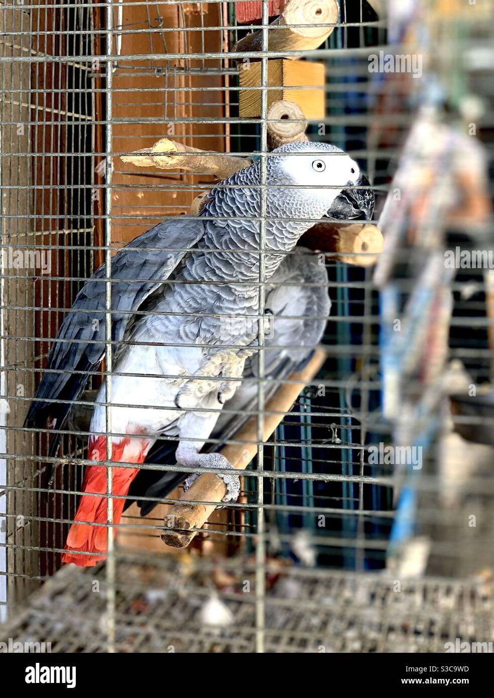African Congo grey parrot with his typical red tail, in Latin Psittacus ...