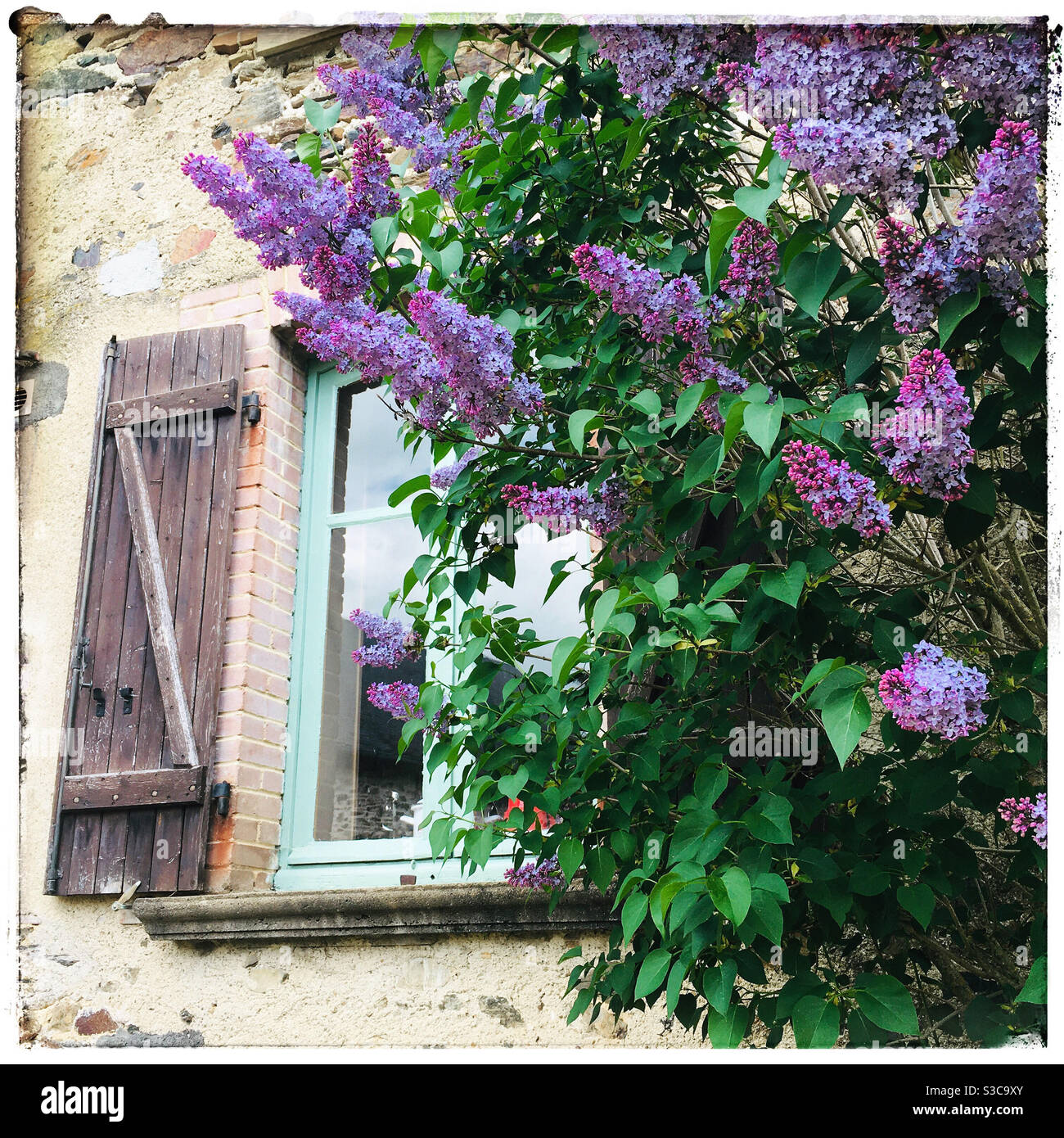 A lilac bush in front of an old farm window in Limousin, France Stock ...