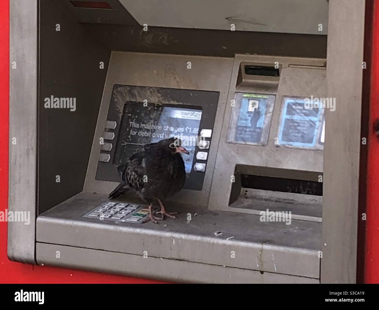 Bird banking hi-res stock photography and images - Alamy