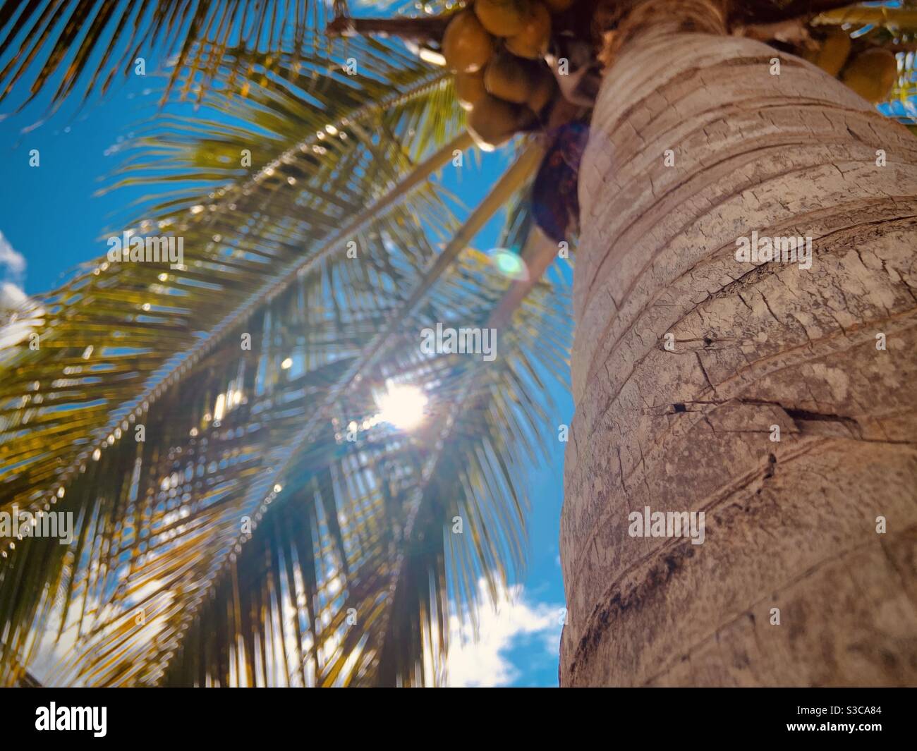 Tree under the sun hi-res stock photography and images - Alamy