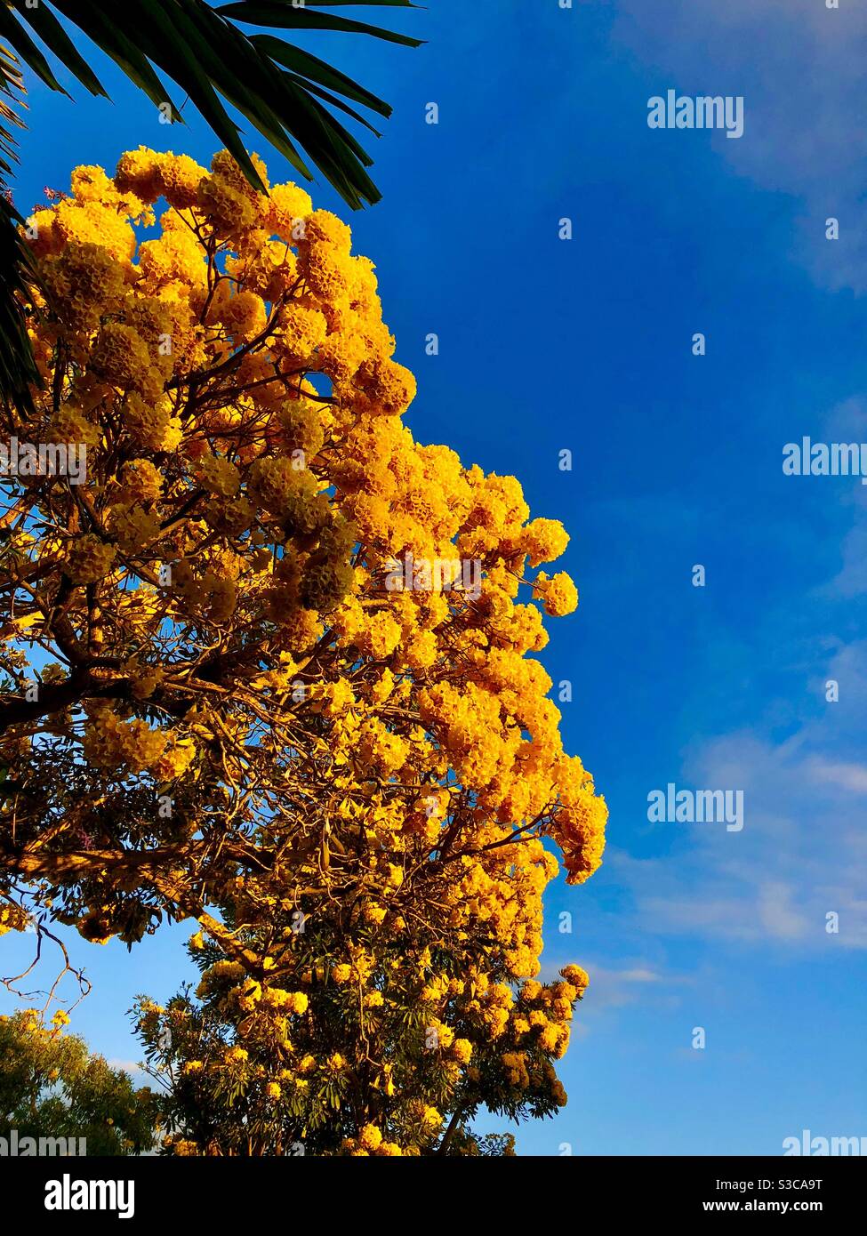 Yellow blue contrast hi-res stock photography and images - Alamy
