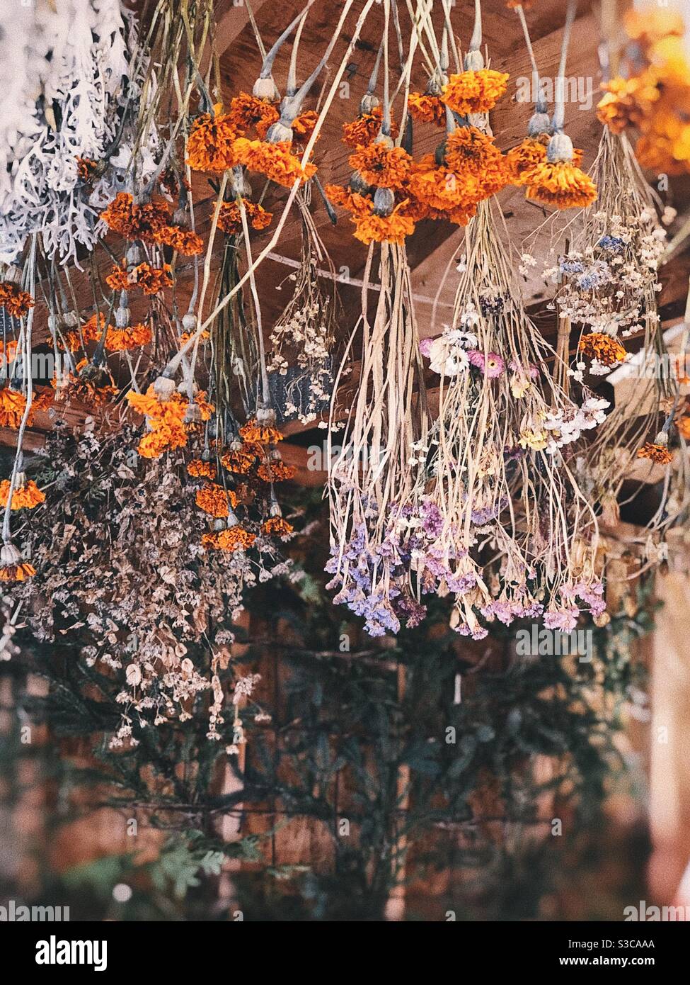 Dried flowers hanging in barn Stock Photo - Alamy