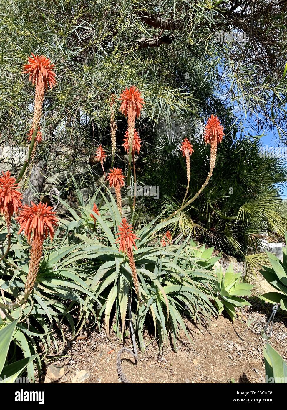 Red hot poker plant hi-res stock photography and images - Alamy