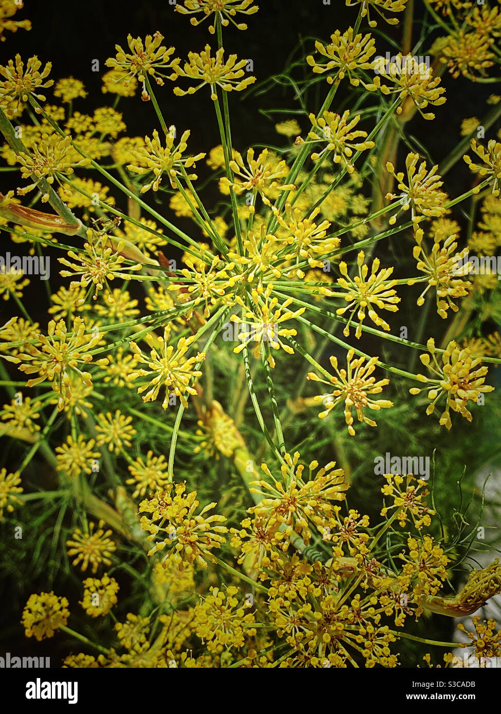 Flowering fennel plant (Foeniculum vulgare Stock Photo - Alamy