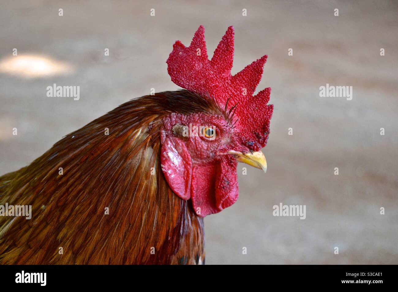 Cockerel head hi-res stock photography and images - Alamy