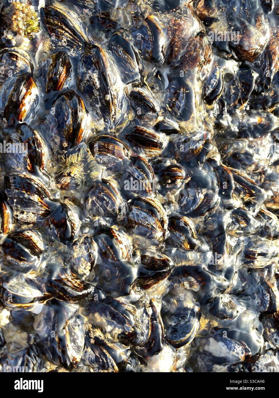Mussels in the water hi-res stock photography and images - Alamy