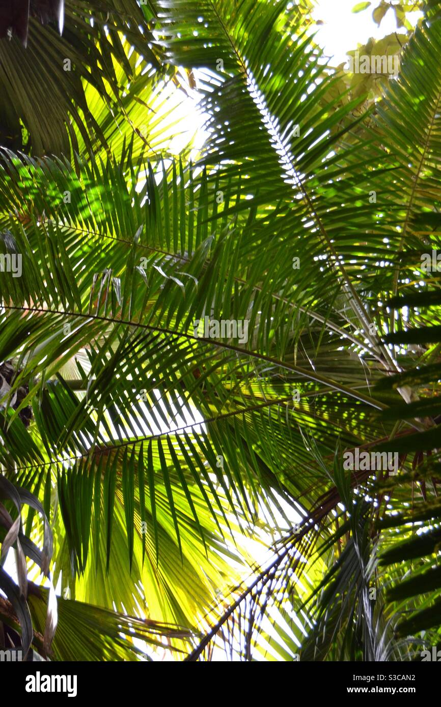 Tropical rainforest canopy trees hi-res stock photography and images ...