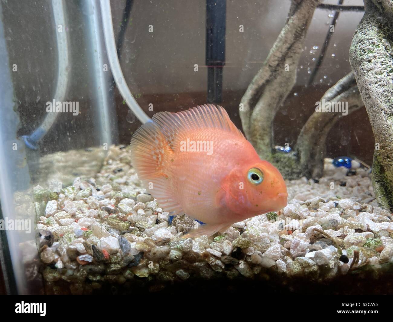 Blood parrot fish hi-res stock photography and images - Alamy