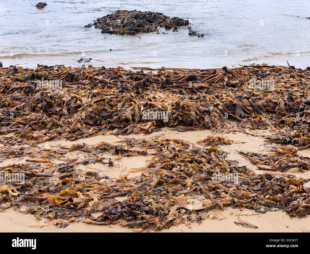 Seaweed on Mid north coast NSW beach Stock Photo - Alamy