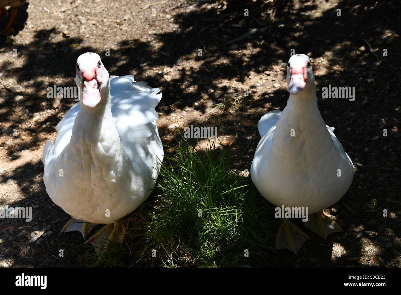 Two white ducks hi-res stock photography and images - Alamy