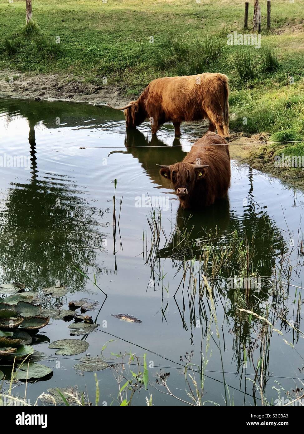 Cow drinking at pond hi-res stock photography and images - Alamy