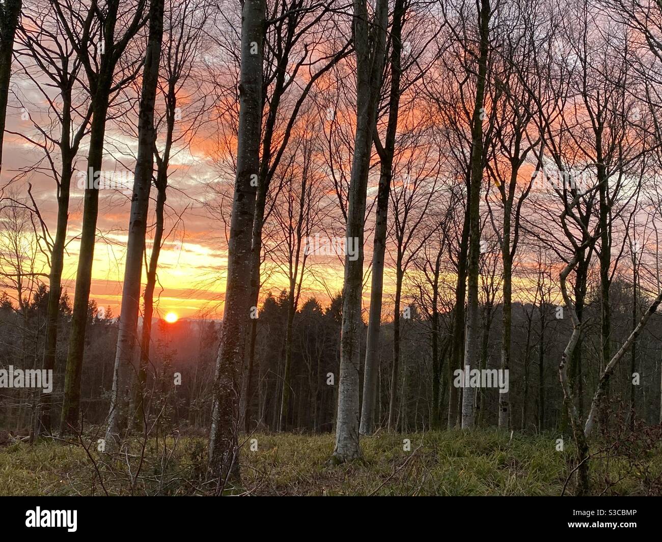 Sunset woods hi-res stock photography and images - Alamy