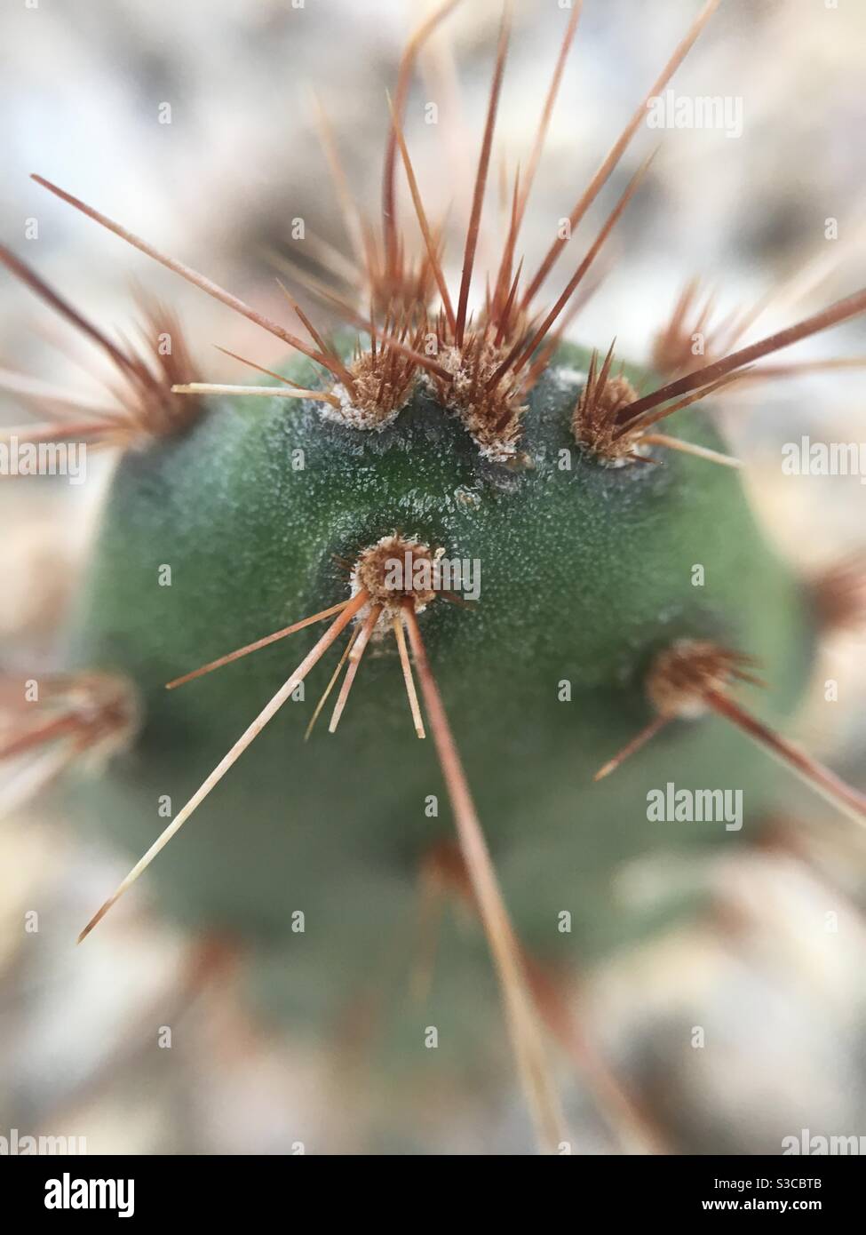 Zoomed in plant hi-res stock photography and images - Alamy