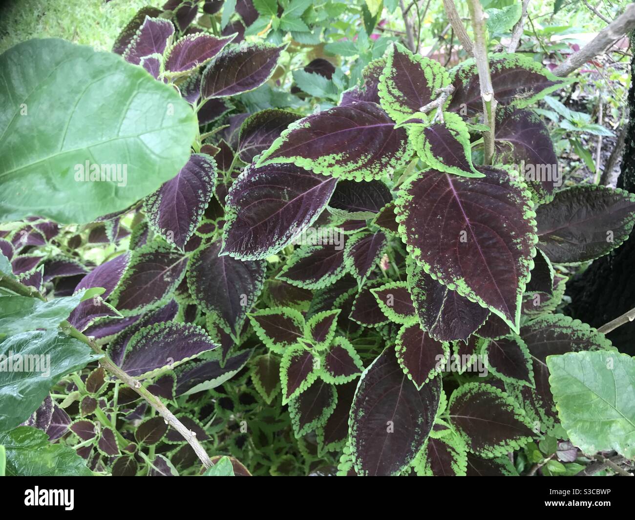 Purple and green coleus hi-res stock photography and images - Alamy