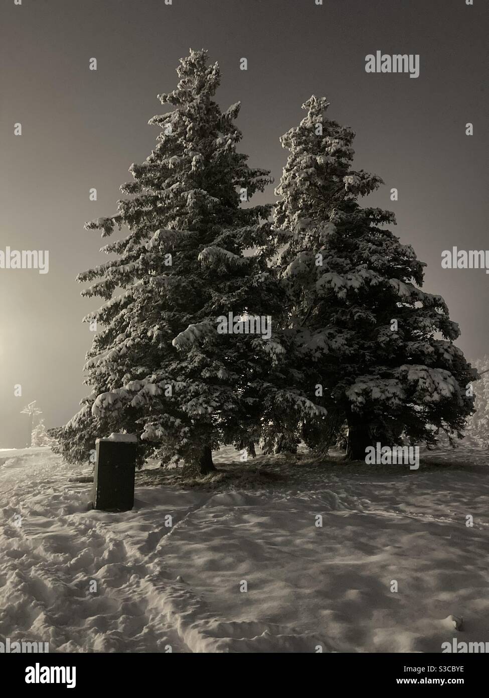 Trees under snow Stock Photo - Alamy