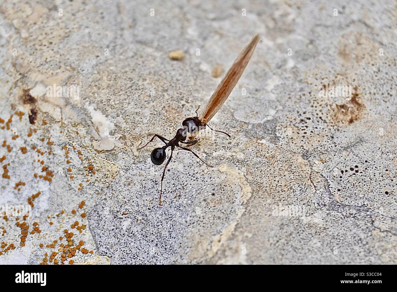 Large ant like insect hi-res stock photography and images - Alamy
