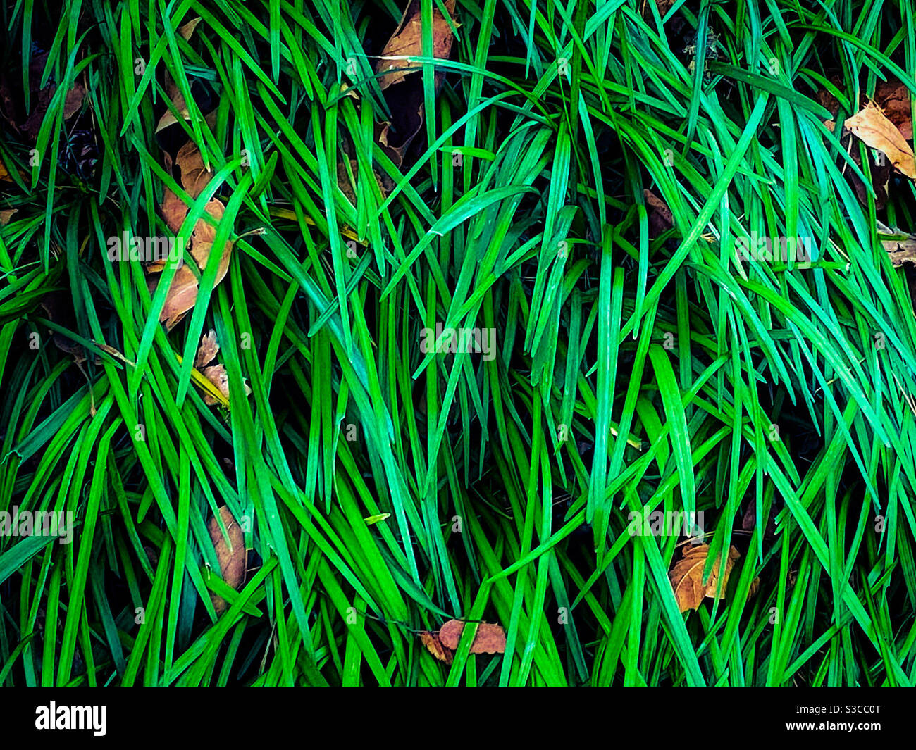 Blades of long grass hi-res stock photography and images - Alamy