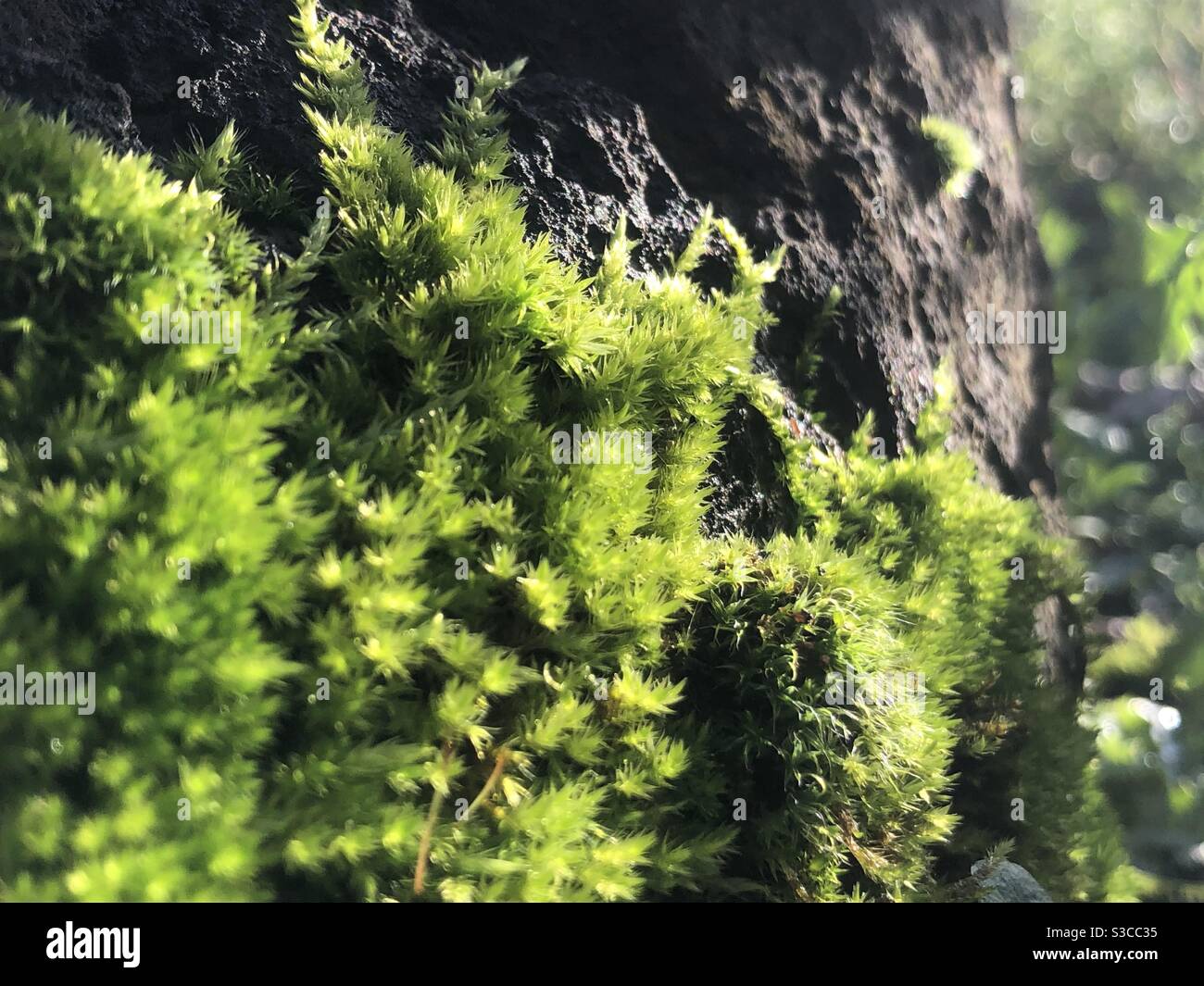 Moss Village High Resolution Stock Photography and Images - Alamy