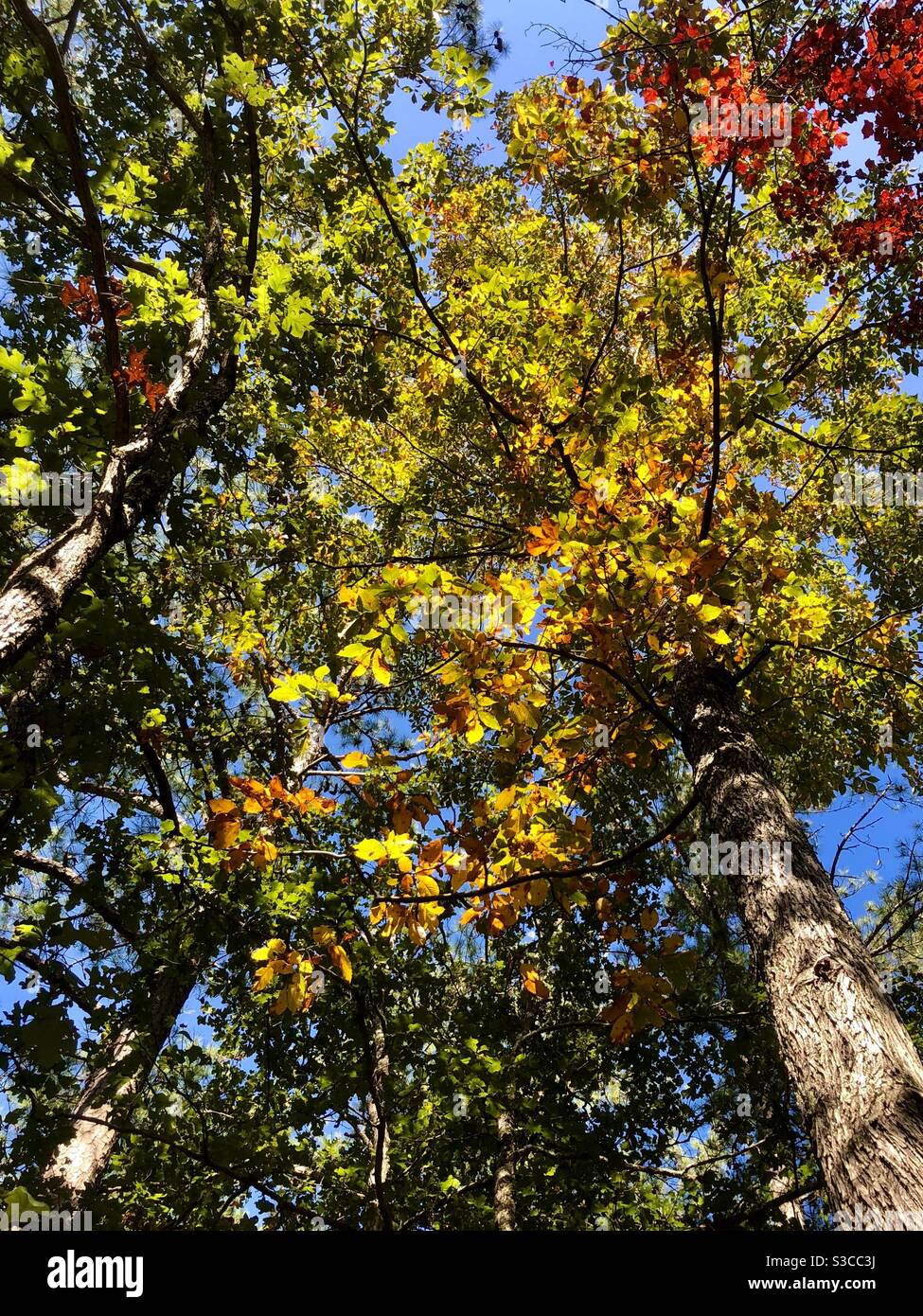 Hickory trees hi-res stock photography and images - Alamy